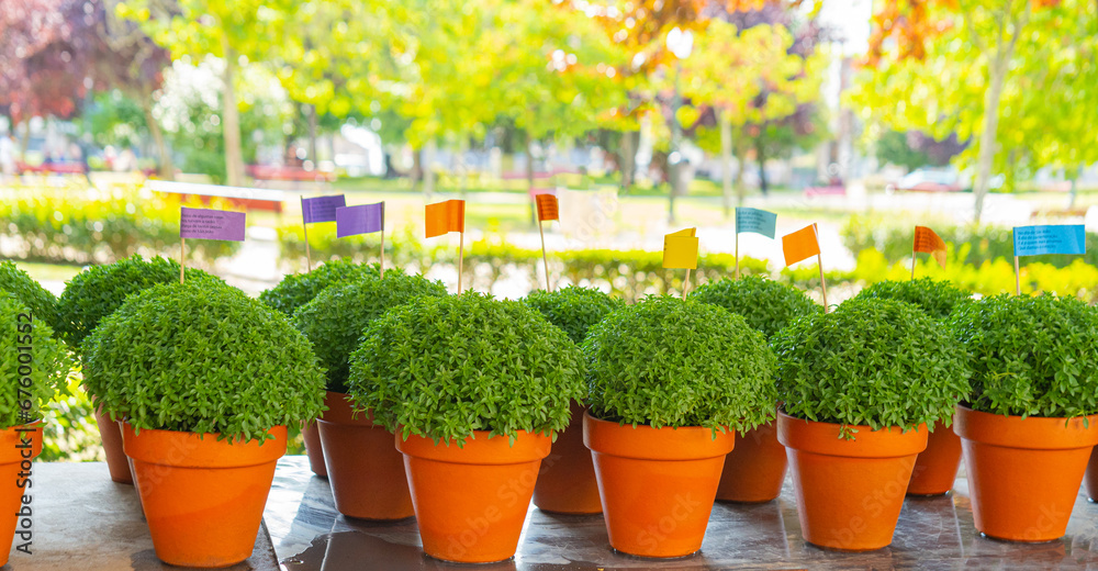 Lot of Manjerico plants with flags in a pots on the market stall. Plant ...