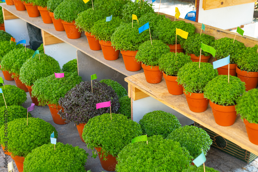 Lot of Manjerico plants with flags in a pots on the market stall. Plant ...
