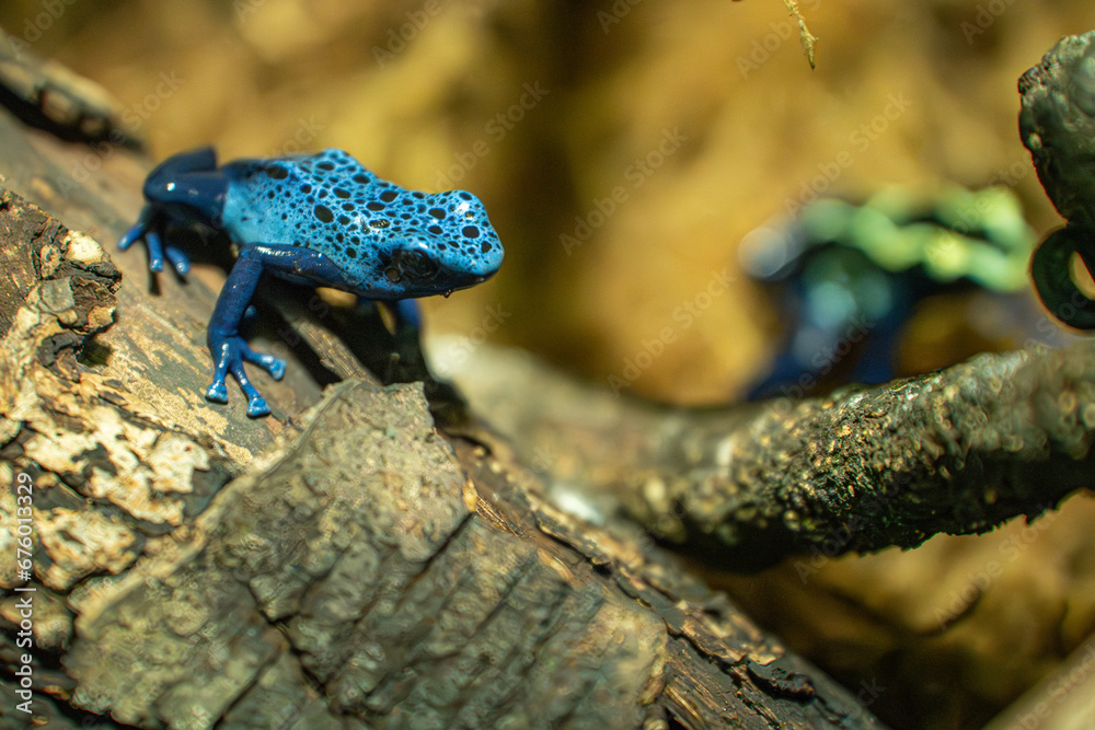 Blue poison dart arrow frog in Sipaliwini Savanna, southern Suriname ...
