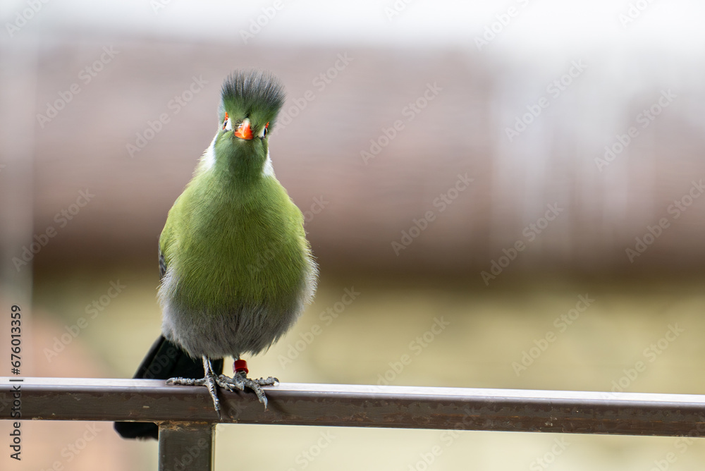 Guinea Turaco green lourie African otidimorph birds. Forests of West ...
