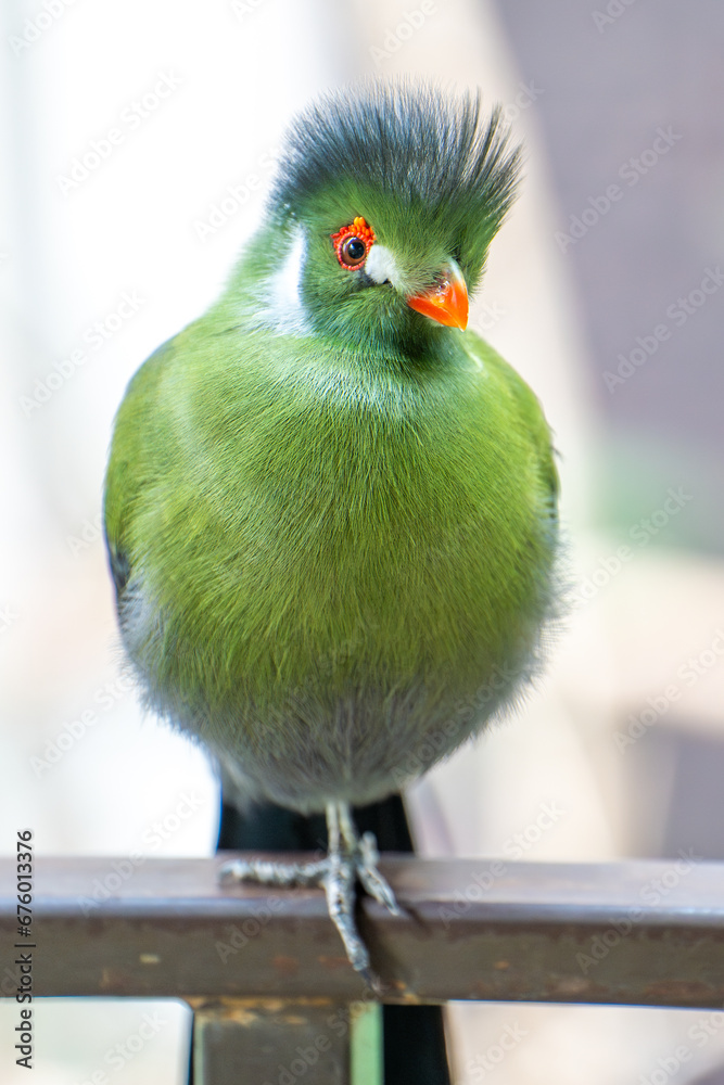 Guinea Turaco green lourie African otidimorph birds. Forests of West ...