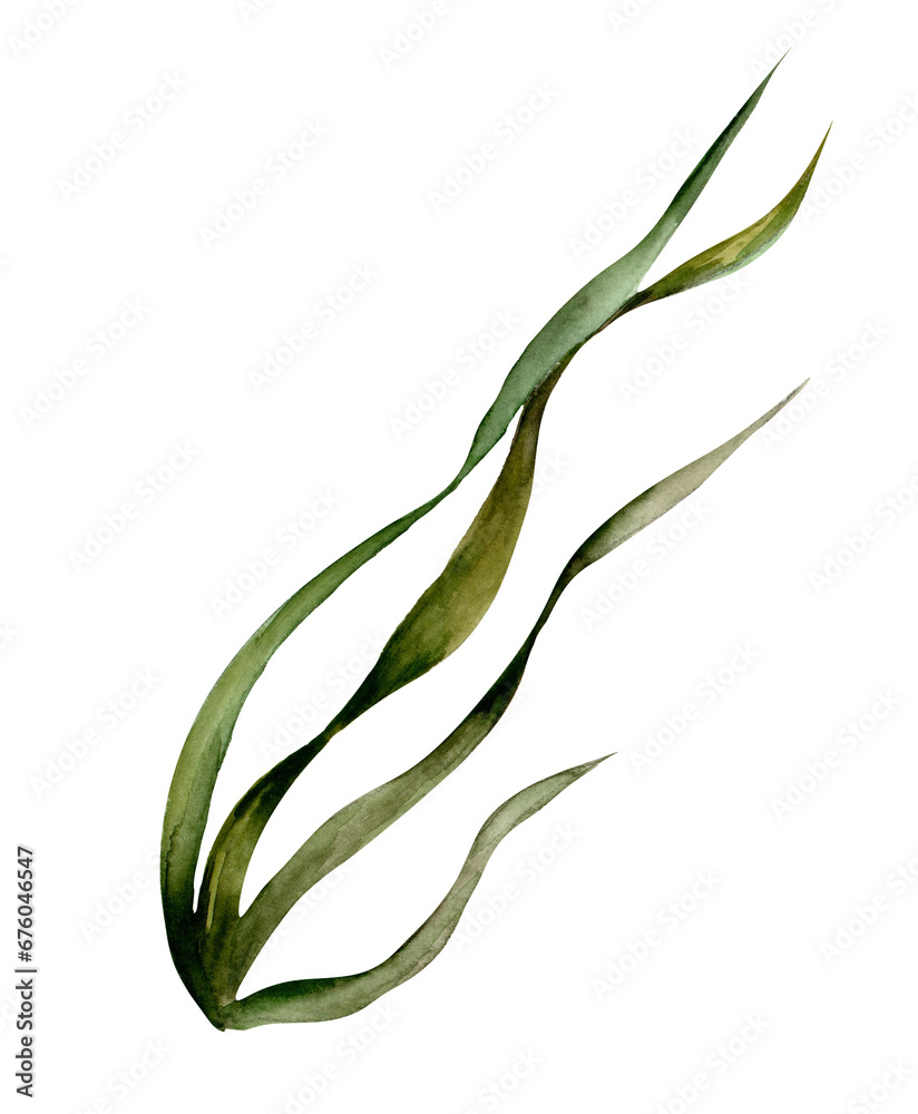 Watercolor illustration of underwater green Seaweed. Drawing of ...
