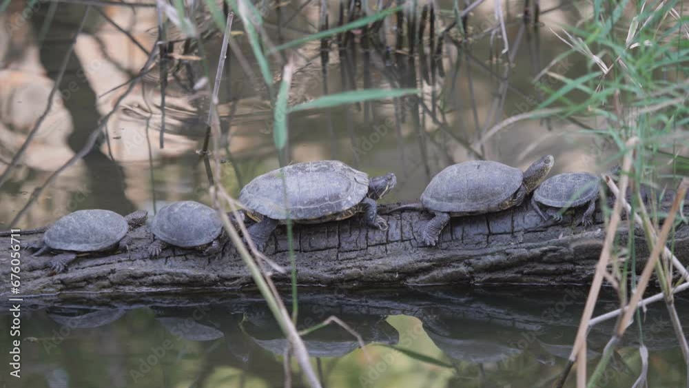 European pond turtles (Emys orbicularis) and invasive pond sliders ...