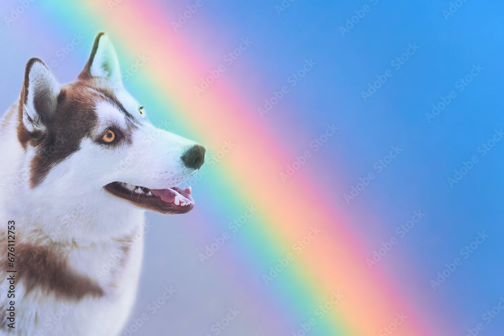 Dog and rainbow Close-up Husky dog on rainbow background Rainbow Bridge ...