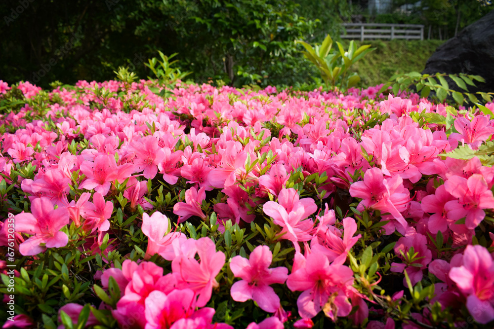 Beautiful Japanese pink Azalea flowers cut into a dense shrubbery. Full ...