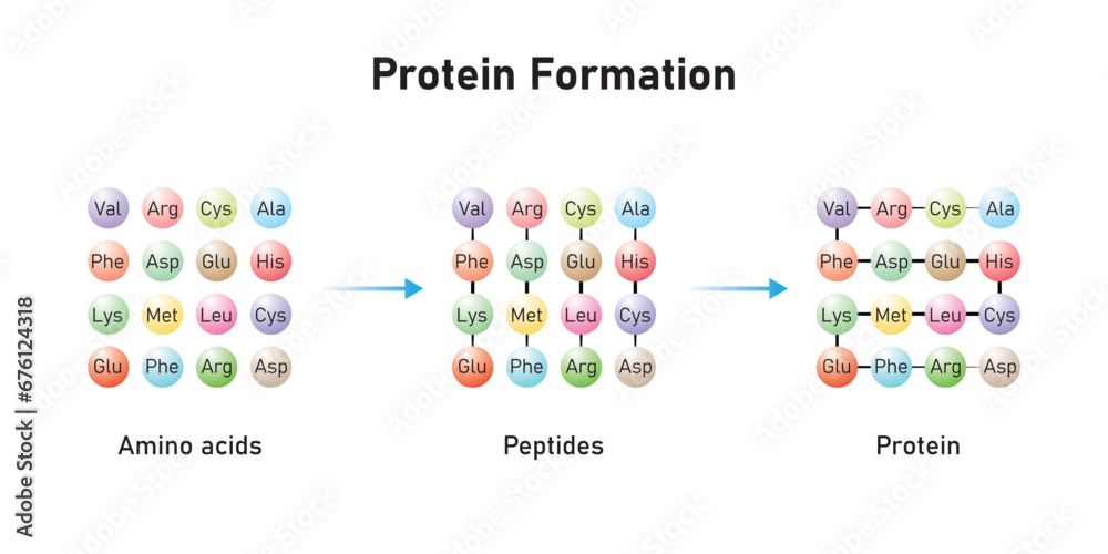 Protein Formation From Amino Acids. Amino Acids, Peptides and Protein ...