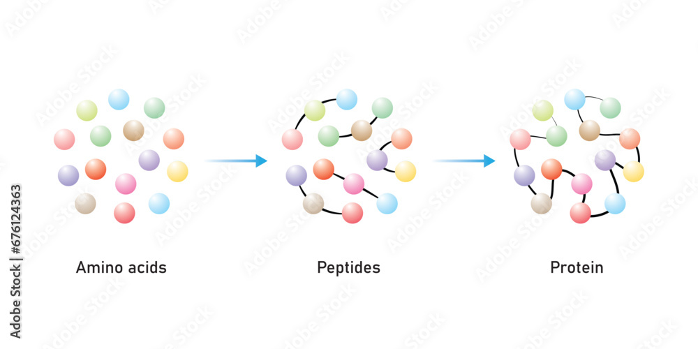 Protein Formation From Amino Acids. Amino Acids, Peptides and Protein ...