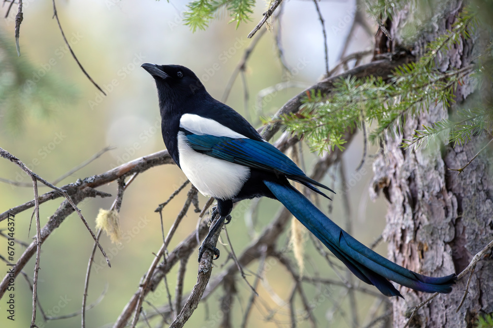 The Black-billed magpie is a striking bird, with its distinctive black ...