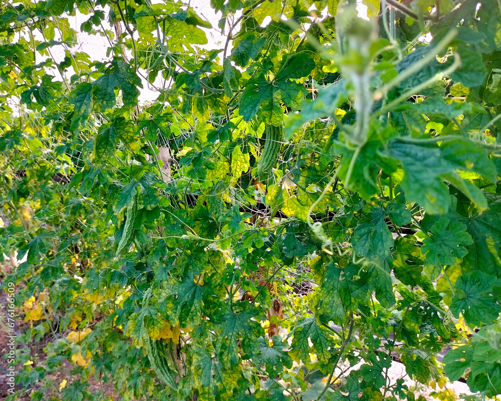 Momordica charantia L., Bitter melon, Bitter Gourd, Balsam apple ...