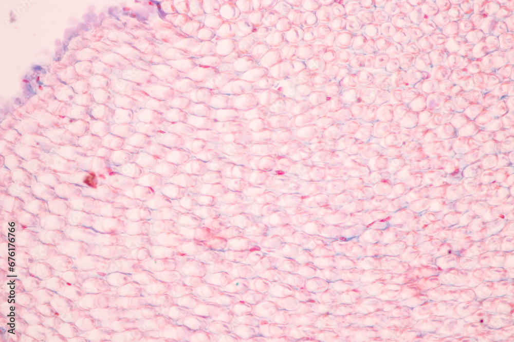 Human nervous system under the microscope in Lab. Stock Photo | Adobe Stock