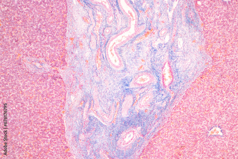 Human nervous system under the microscope in Lab. Stock Photo | Adobe Stock