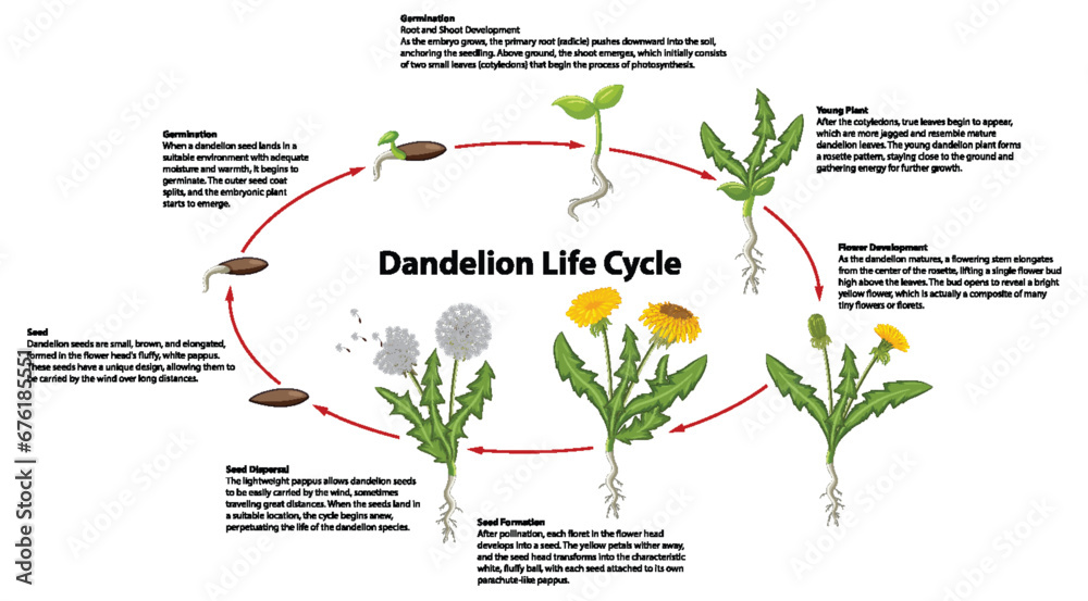 Dandelion Flower Life Cycle Infographic: A Visual Journey Stock Vector ...