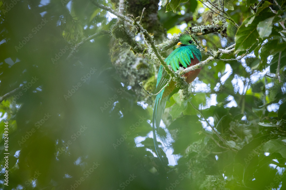 The resplendent quetzal in the beautiful nature habitat. Amazing bird ...