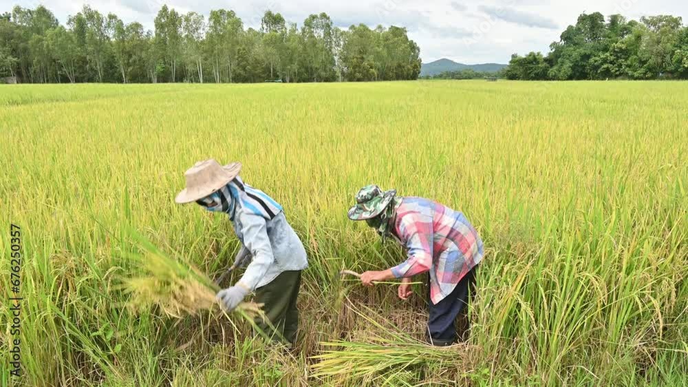 Thai farmers while using sickle for harvesting rice crops. Agriculture ...