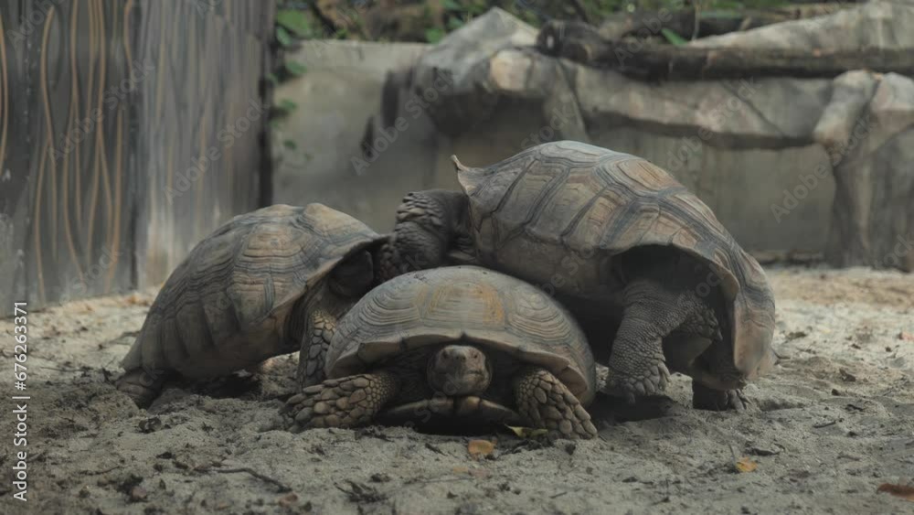 Video „Male giant tortoises walk to mate with female turtles, Galapagos ...