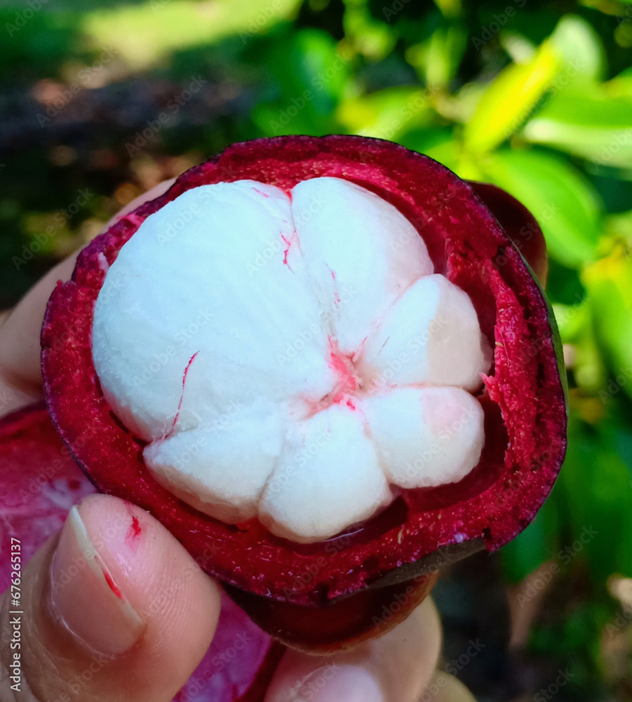 Mangosteen, known as the "Queen of Fruits," has white, aromatic flesh ...