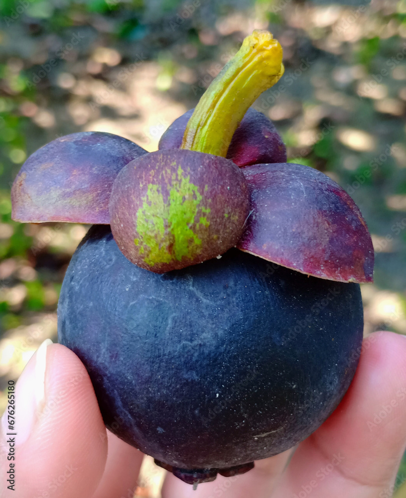 Fotka „Mangosteen, known as the "Queen of Fruits," has white, aromatic ...