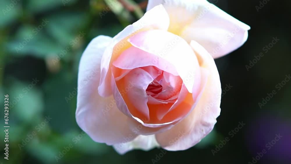 Flowers bloom in the morning with many colors from cinnamon flowers ...