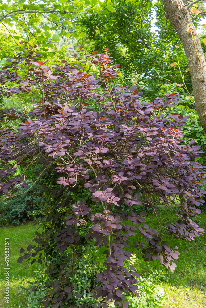 Young red leaves of Cotinus coggygria Royal Purple (Rhus cotinus ...