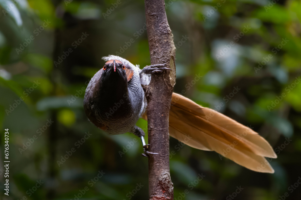 The black sicklebill (Epimachus fastosus) is a large member of the ...