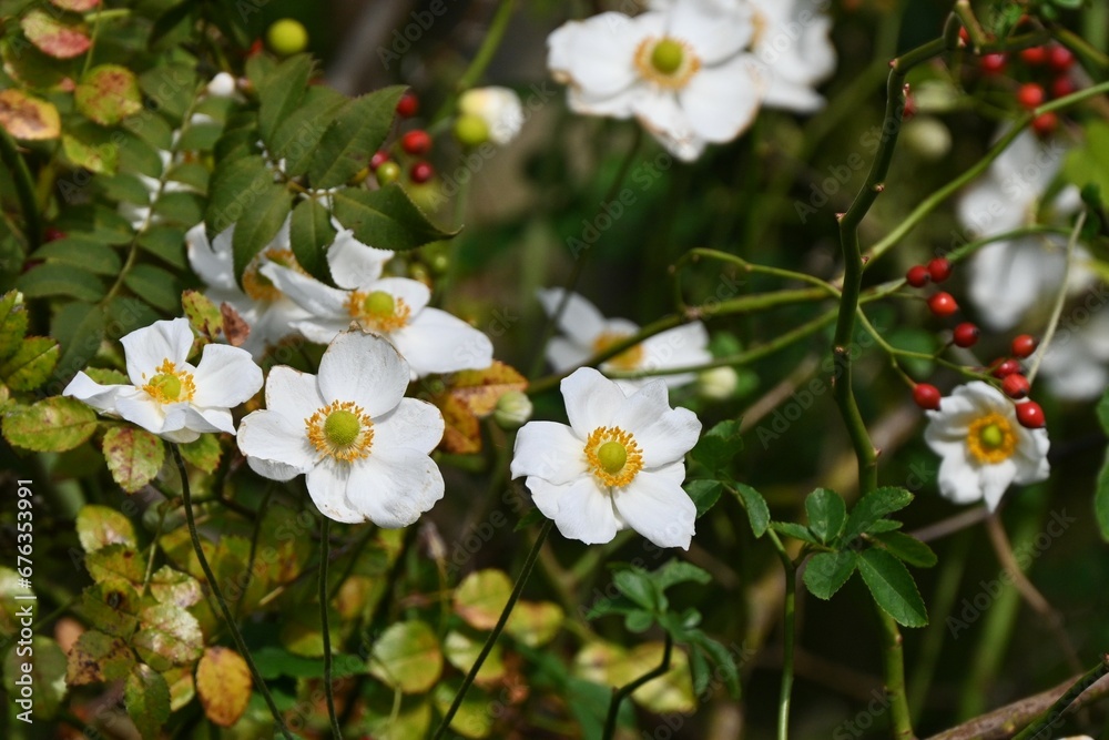 Japanese anemone (Anemone hupehensis) flowers. Ranuunculaceae perennial ...