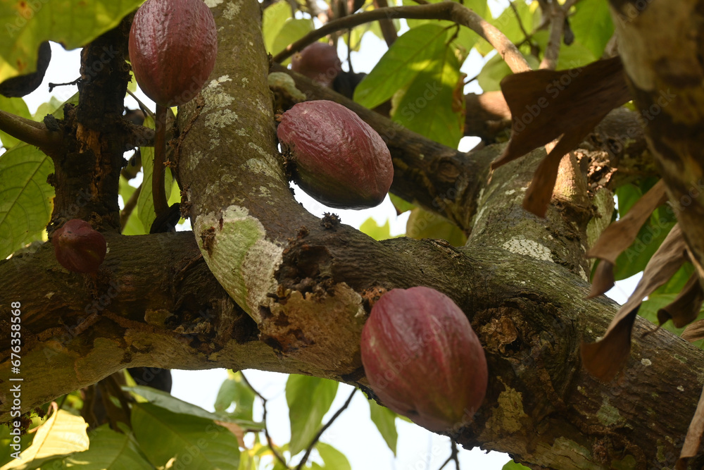 Green redish cacao fruit attached to the stem. cacao (Theobroma cacao L ...