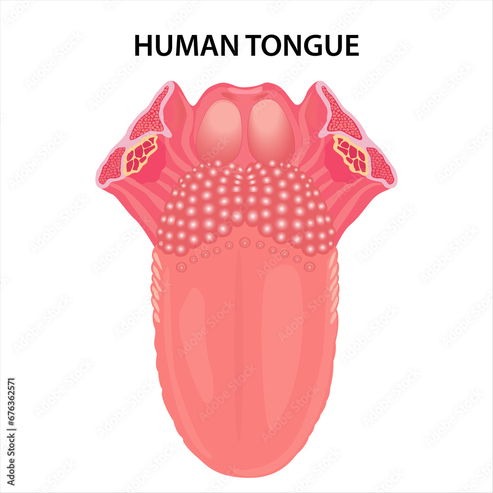 Anatomy of Human Tongue Illustration Stock Illustration | Adobe Stock