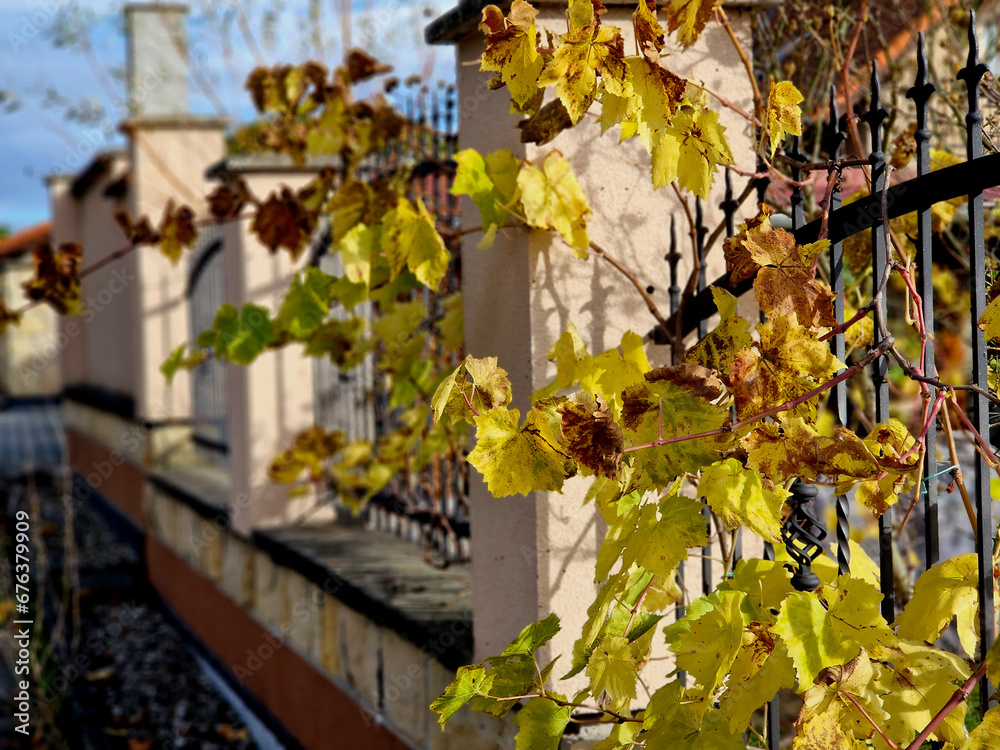 wrought iron railings, fencing towards the street is from the garden ...