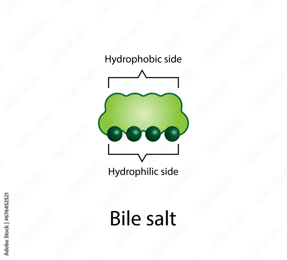 Bile Salt Structure, Gallbladder. Lipid Digestion. Liposome, Micelle ...