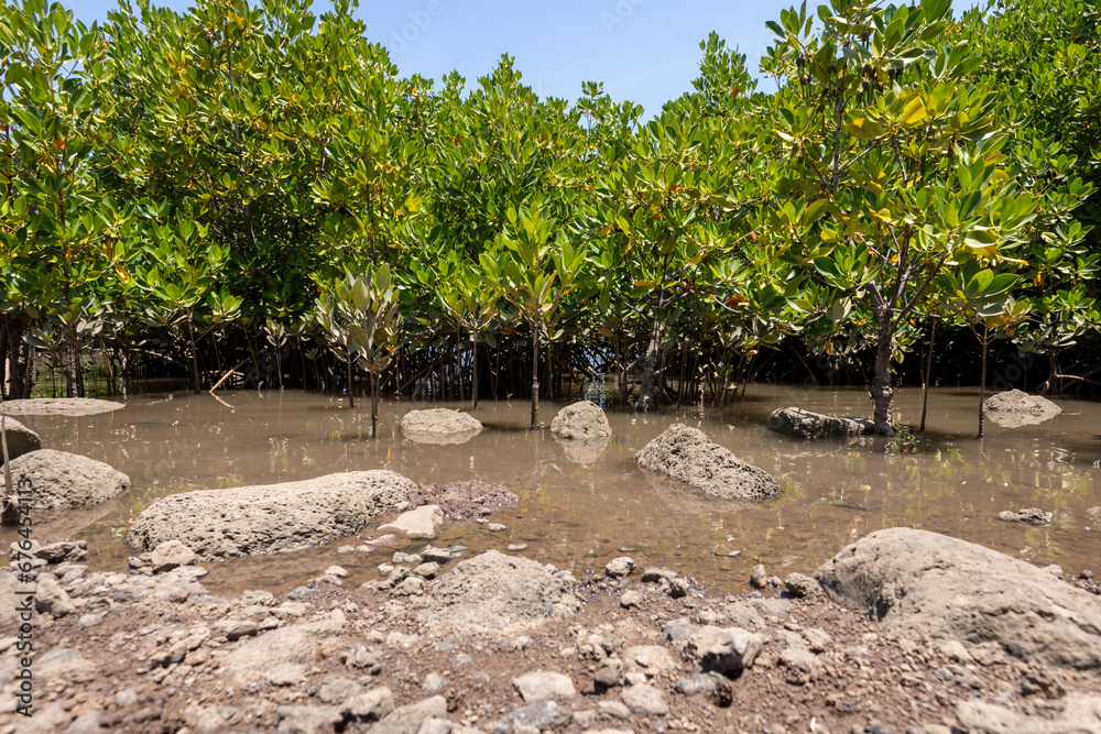 Mangroves in brackish water on the coast creating shoreline ...
