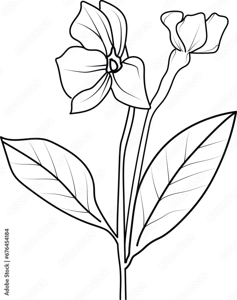 Periwinkle flower line drawing, Sada bahar simple periwinkle flower ...