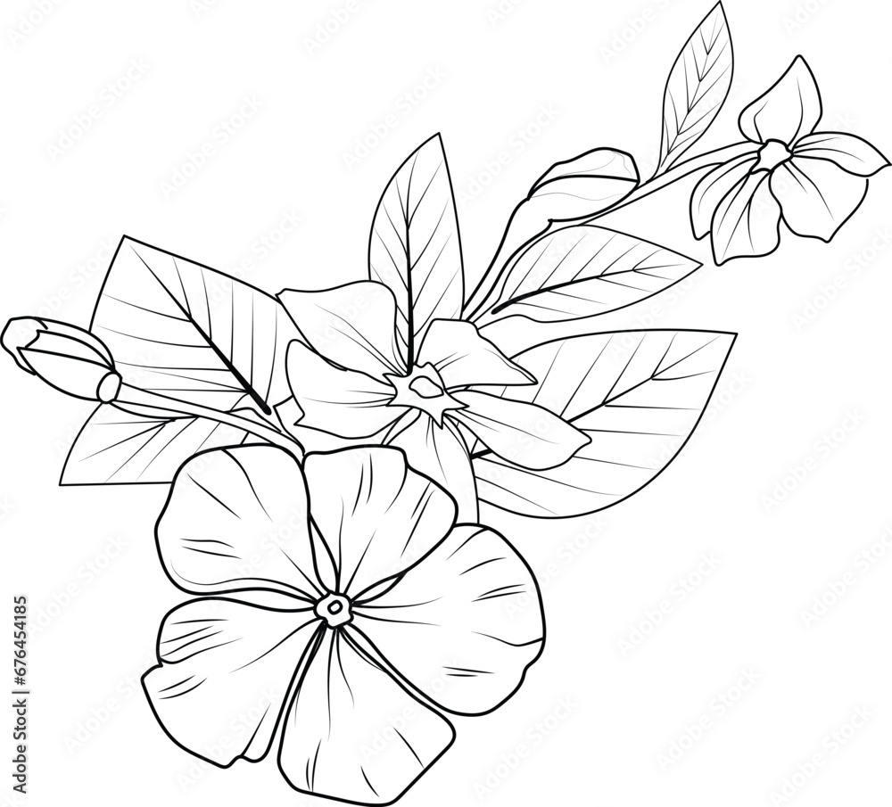 Periwinkle flower line drawing, Sada bahar simple periwinkle flower ...