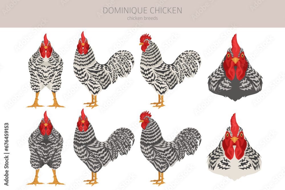 Dominique Chicken breeds clipart. Poultry and farm animals. Different ...