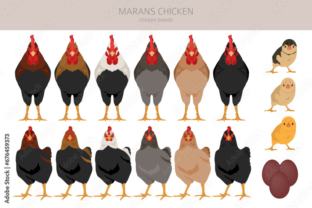 Marans Chicken breeds clipart. Poultry and farm animals. Different ...