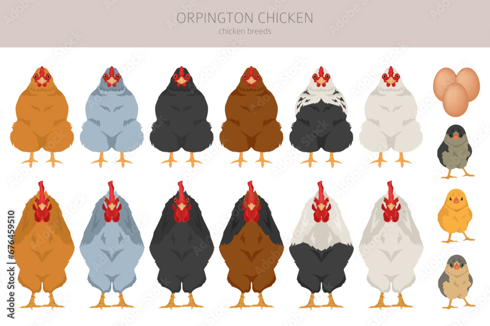 Orpington Chicken breeds clipart. Poultry and farm animals. Different ...