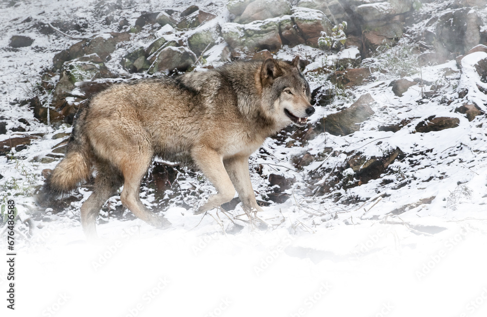 Alpha Wolf Frozen Wilderness Elegance: A Majestic Wolf Stands Proud in ...