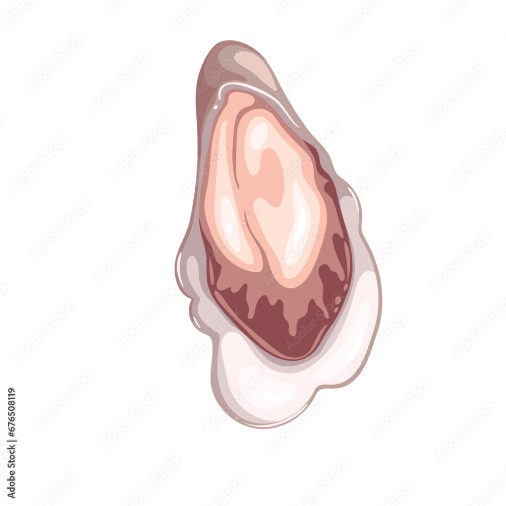 Fresh oyster vector illustration. Cartoon isolated top view of one open ...