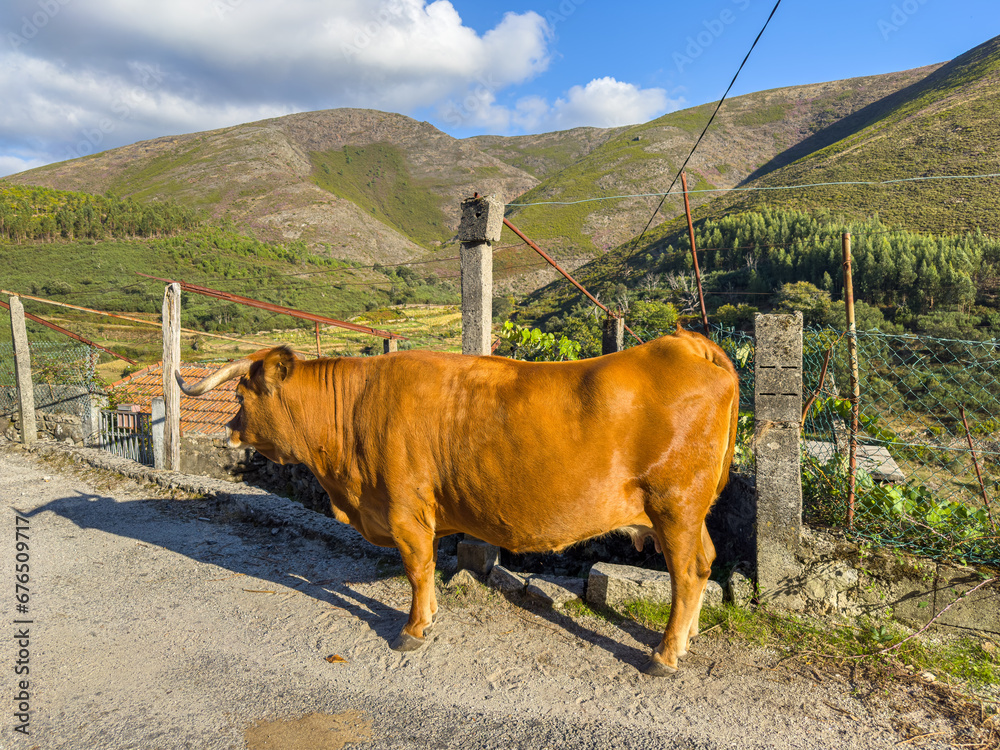 Arouquesa cow on a path in Regoufe rural village, lost in the middle of ...