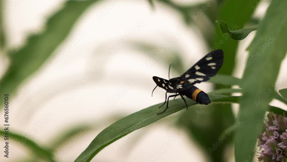 The nine-spotted moth or yellow belted burnet (Amata phegea formerly ...