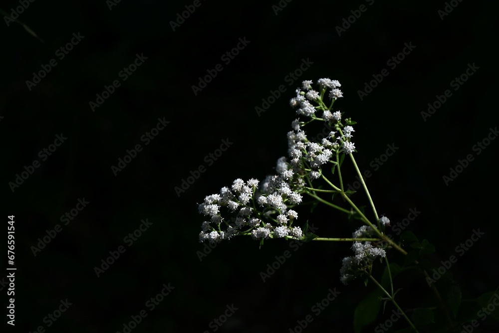 White snake root (Ageratina altissima) flowers. Asteraceae perennial ...