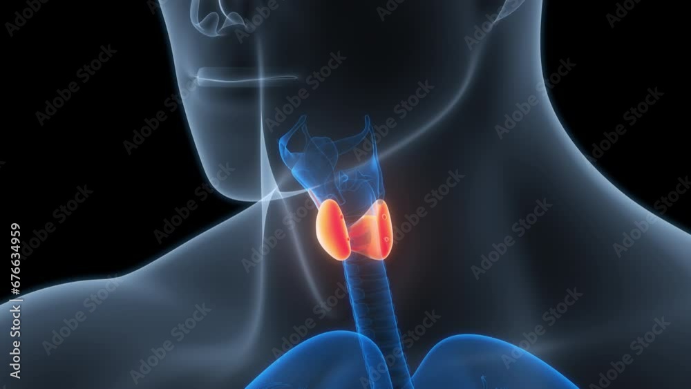 Human Body Glands Thyroid Gland Anatomy Animation Concept Stock ビデオ ...