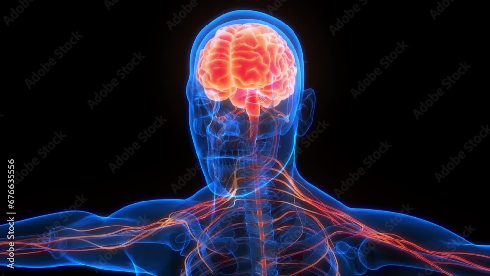 Central Organ of Human Nervous System Brain Anatomy Animation Concept ...