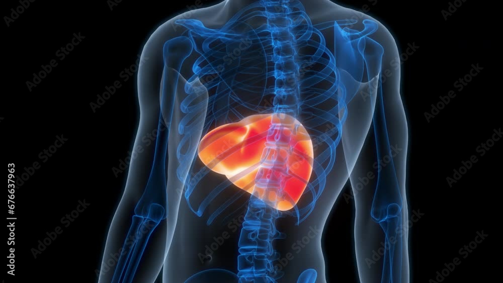 Human Internal Digestive Organ Liver Anatomy Animation Concept Stock ...