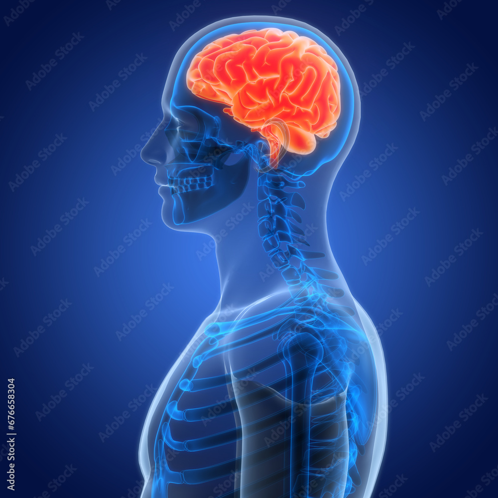 Central Organ of Human Nervous System Brain Anatomy Stock Illustration ...