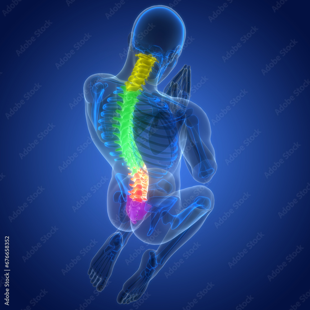 Spinal Cord Vertebral Column of Human Skeleton System Anatomy Stock ...