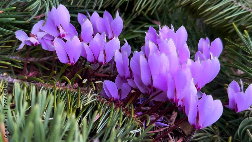 It is a perennial tuberous plant species whose habitat is forest ...