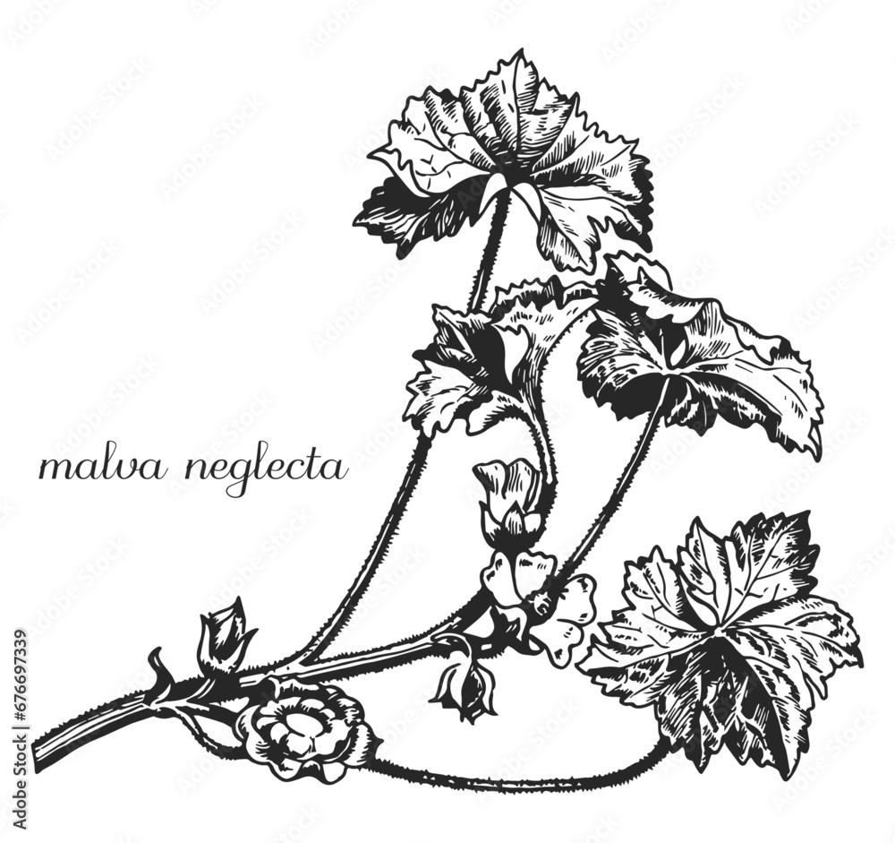 malva neglecta, vector drawing of malva, black and white image of malva ...