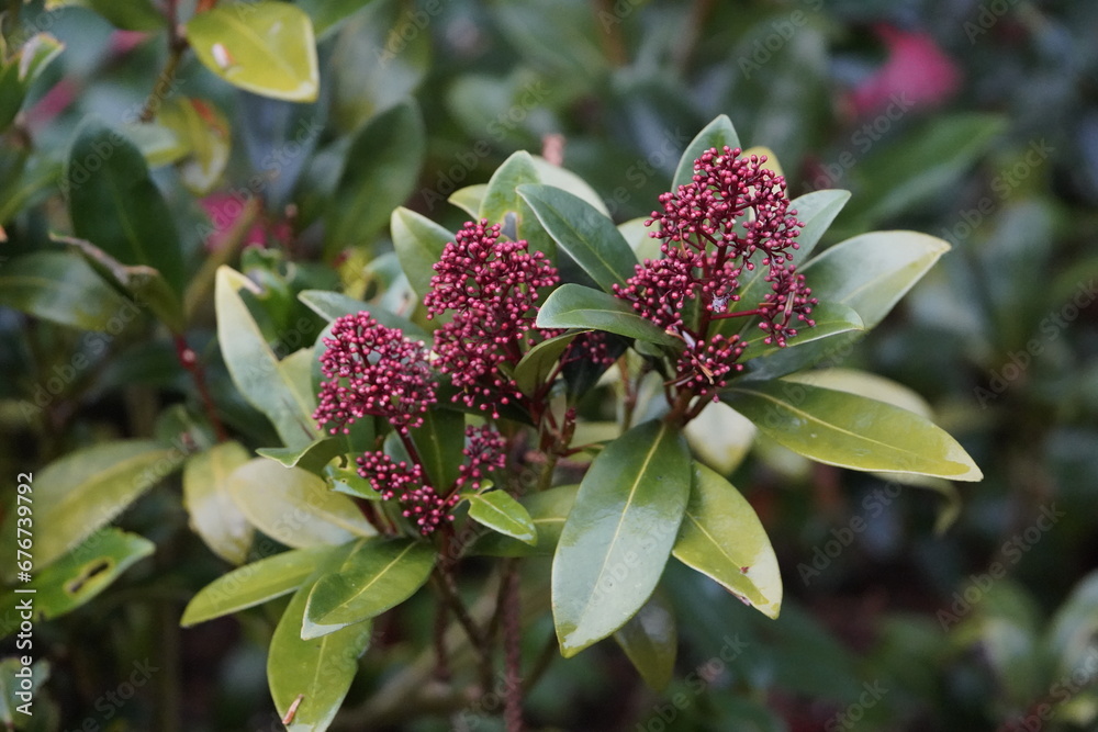 Skimmia reevesiana 'Rubella', Skimmia is a genus of four species of ...