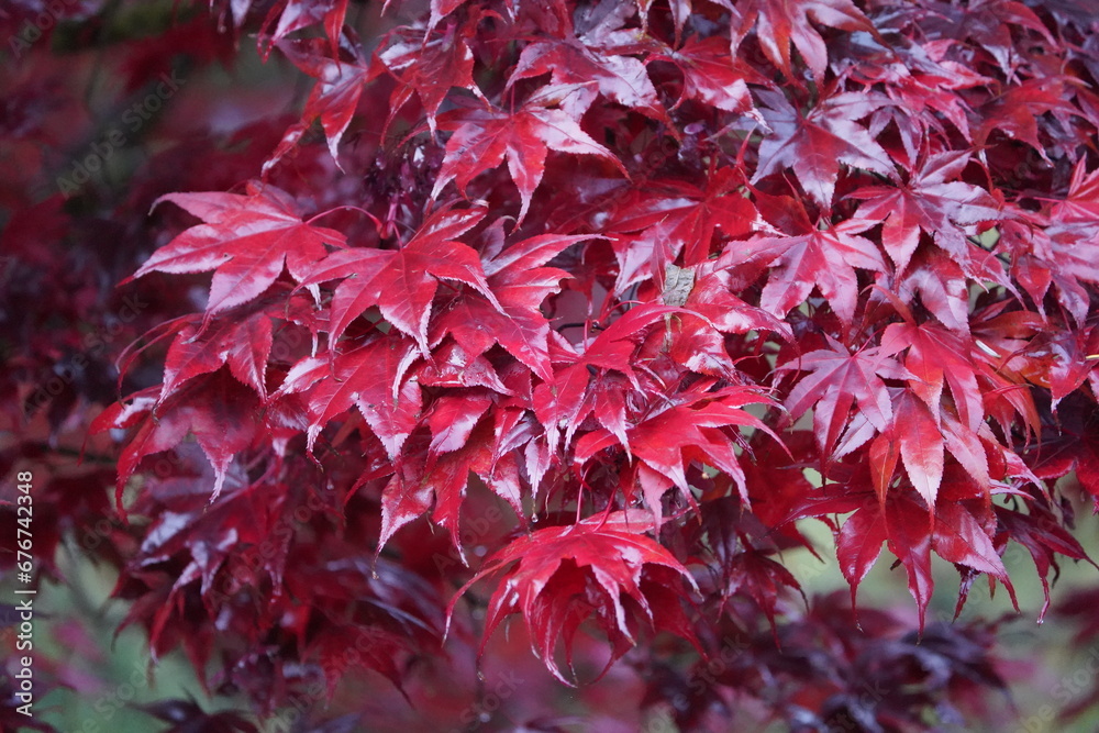 The Japanese maple (Acer palmatum) ,Bloodgood, is a species of plant ...