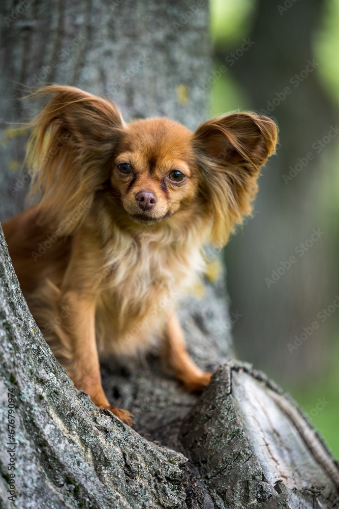 Beautiful young russian toy dog portrait outdoors. Close-up portrait of ...